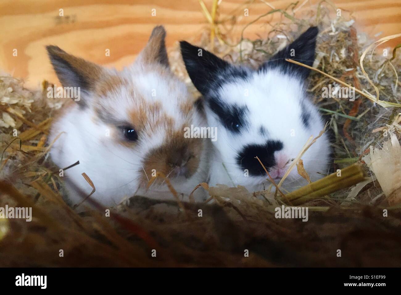 Two bunnies hi-res stock photography and images - Alamy