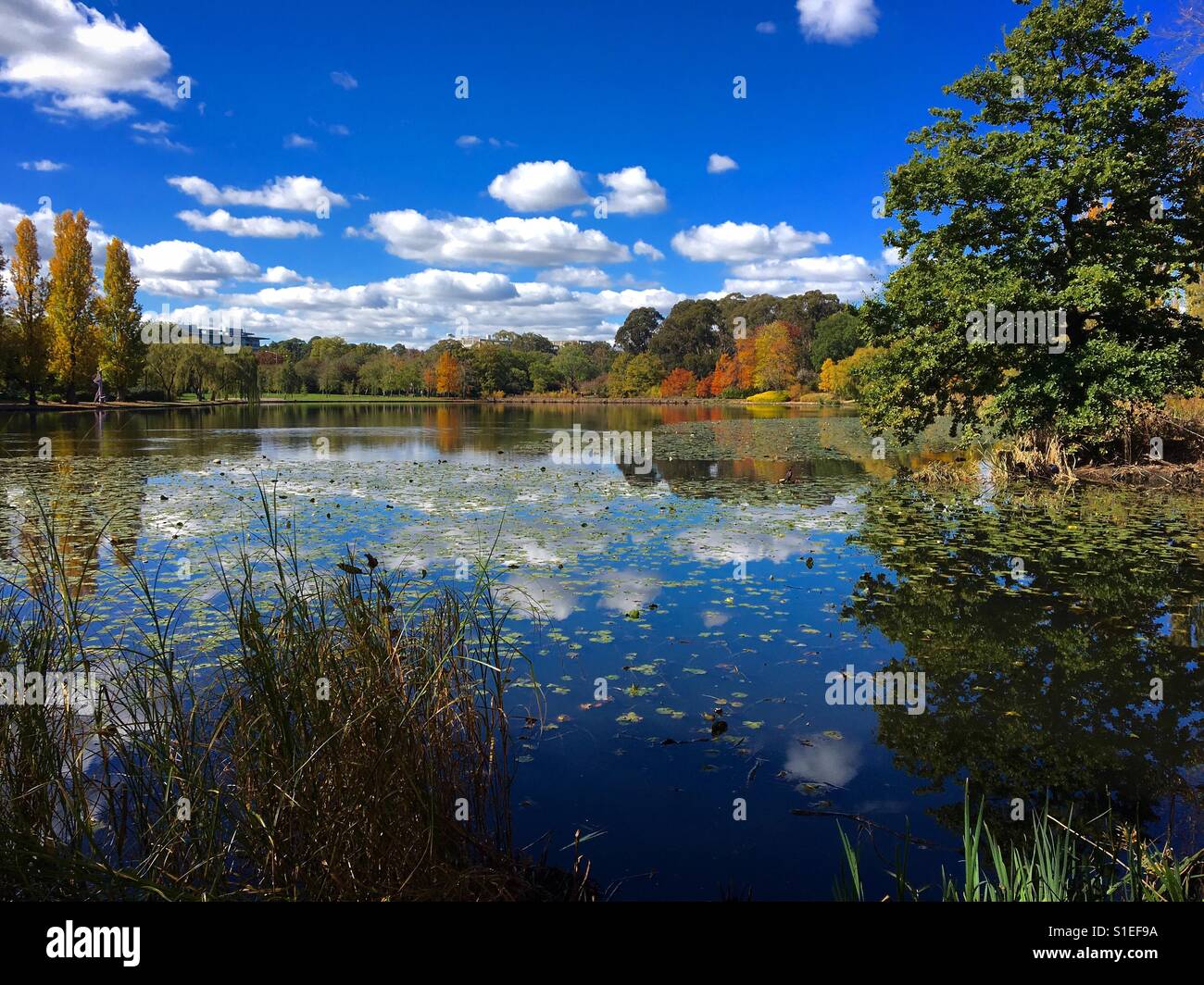 Canberra lake in Autumn at Commonwealth Park Stock Photo - Alamy