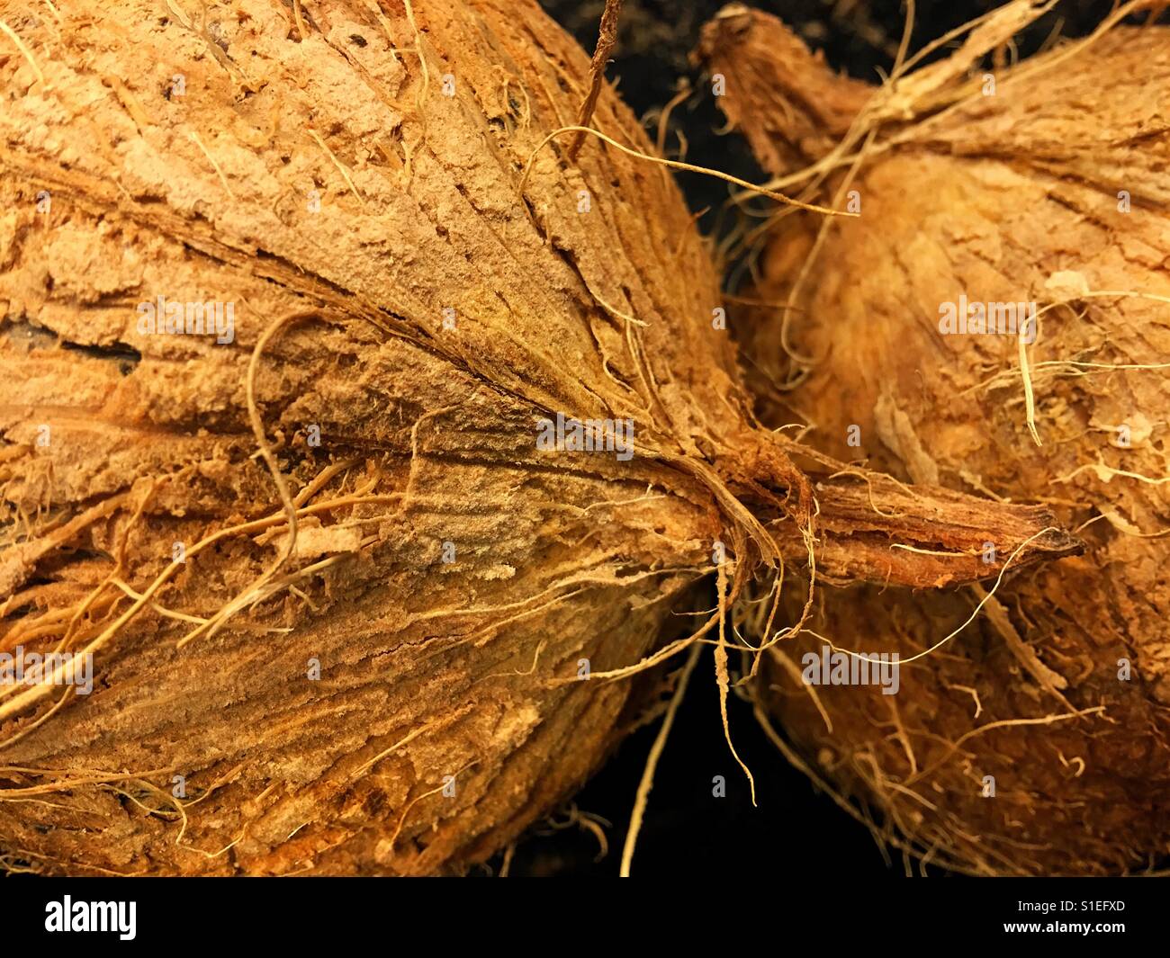 Coconut texture hi-res stock photography and images - Alamy