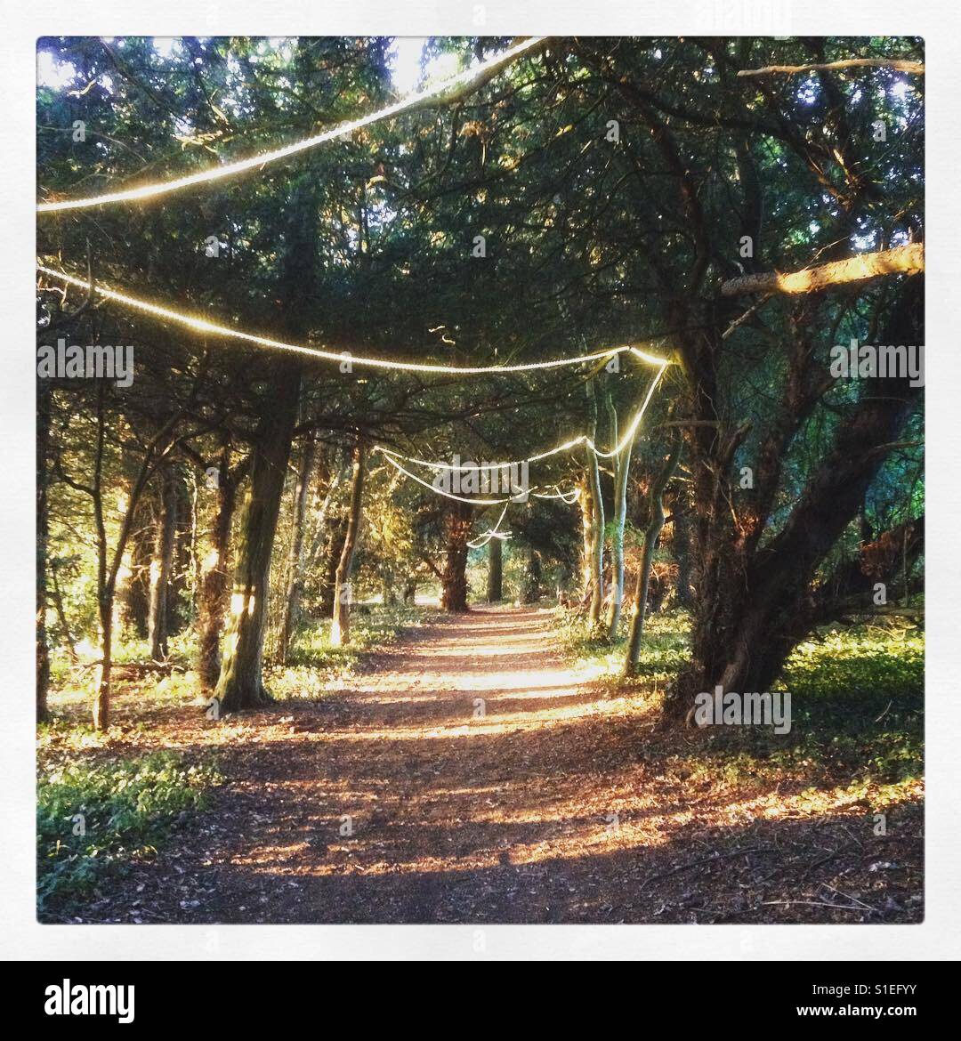 Magical light trails on a woodland path Stock Photo - Alamy