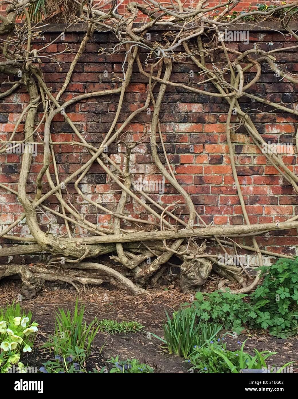 Wall of branches hi-res stock photography and images - Alamy