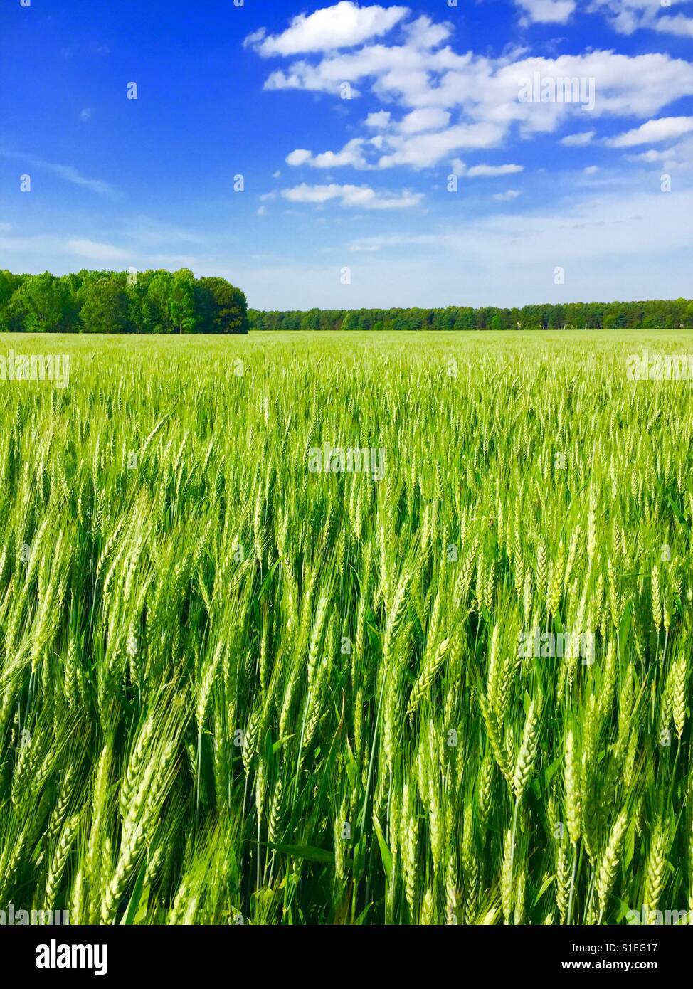 Growing wheat on farm hi-res stock photography and images - Alamy