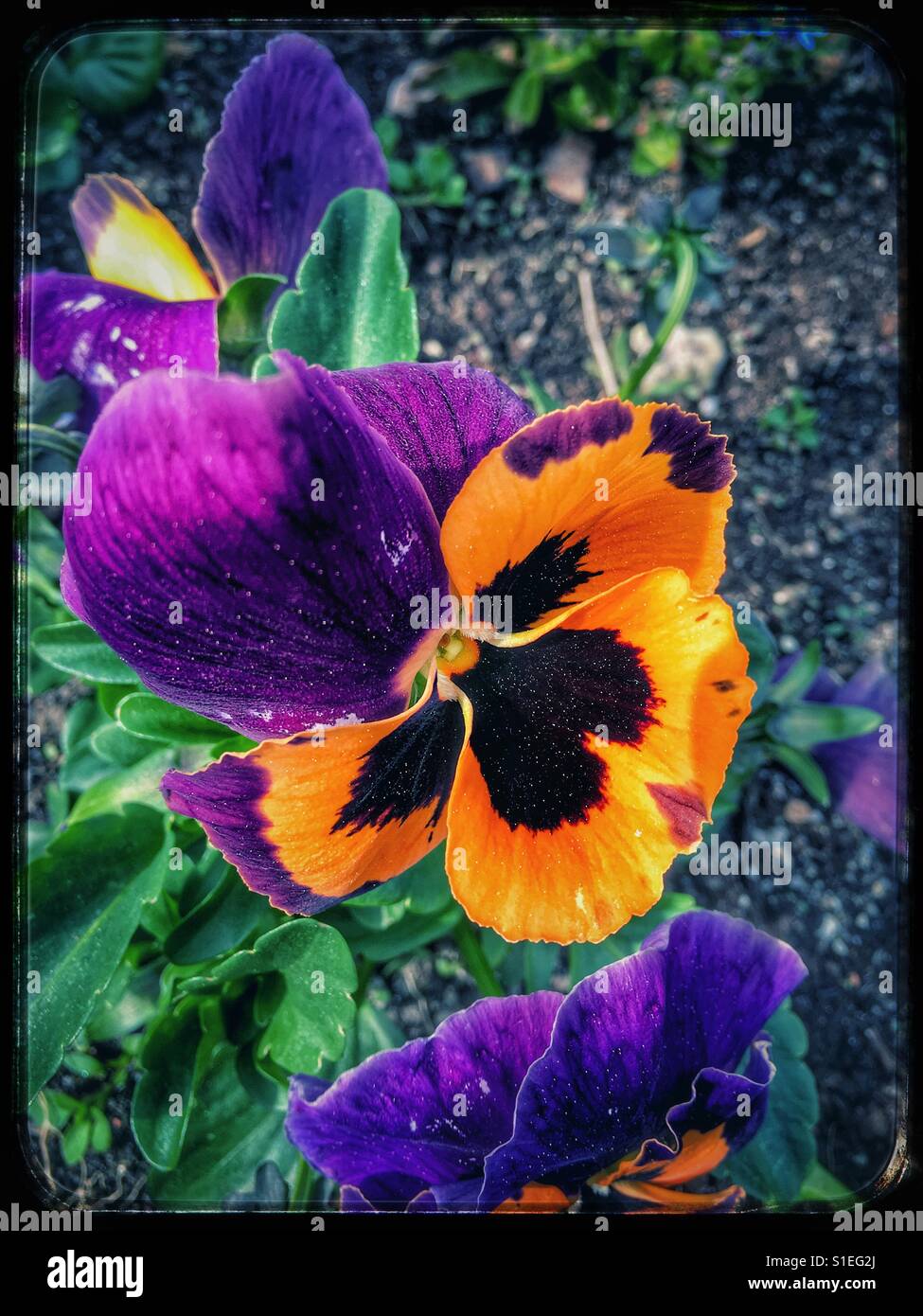 Pansy fower with purple, orange and black colors Stock Photo - Alamy