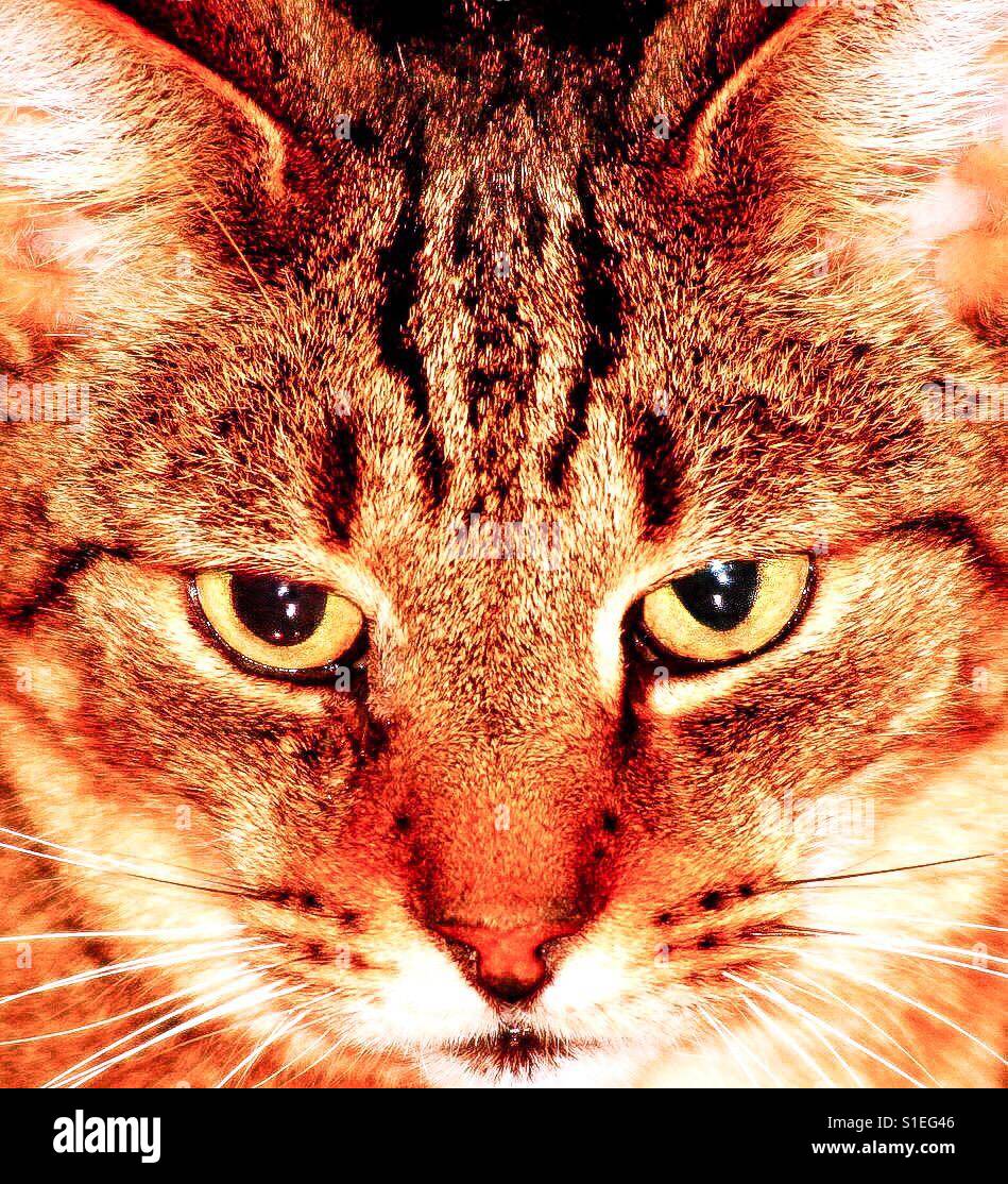 A serious cat Stock Photo - Alamy