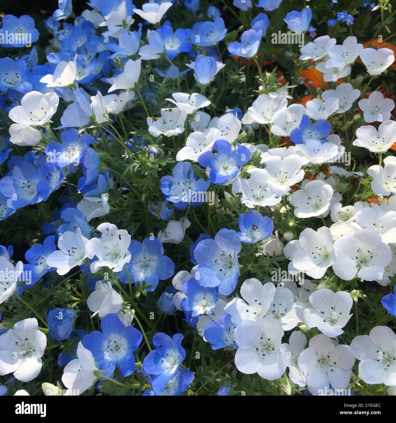 Crowd of flowers Stock Photo - Alamy