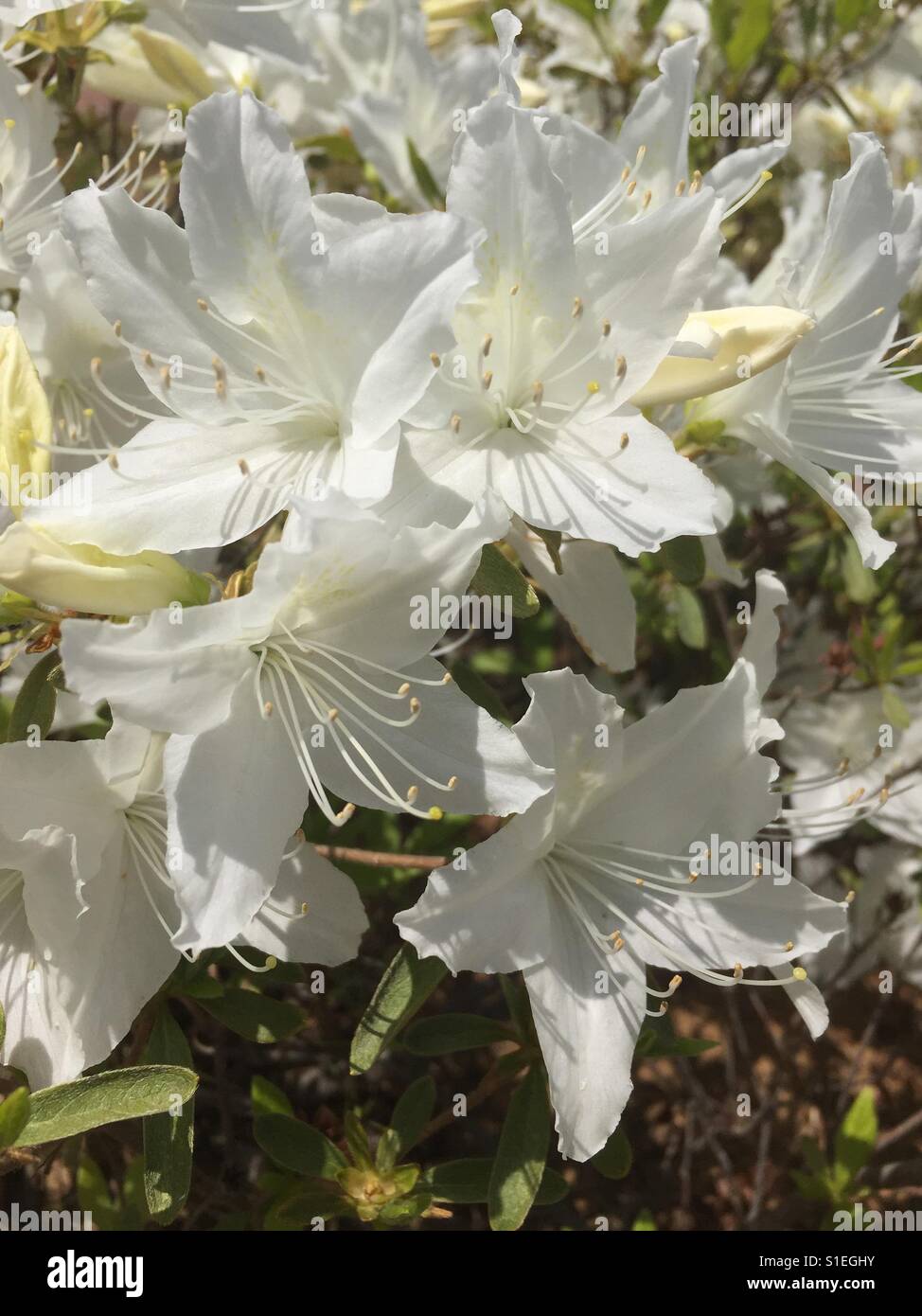Royal Azalea Blooming Outdoors Stock Photo - Alamy