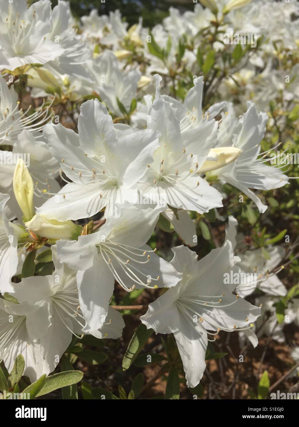Royal azalea hi-res stock photography and images - Alamy