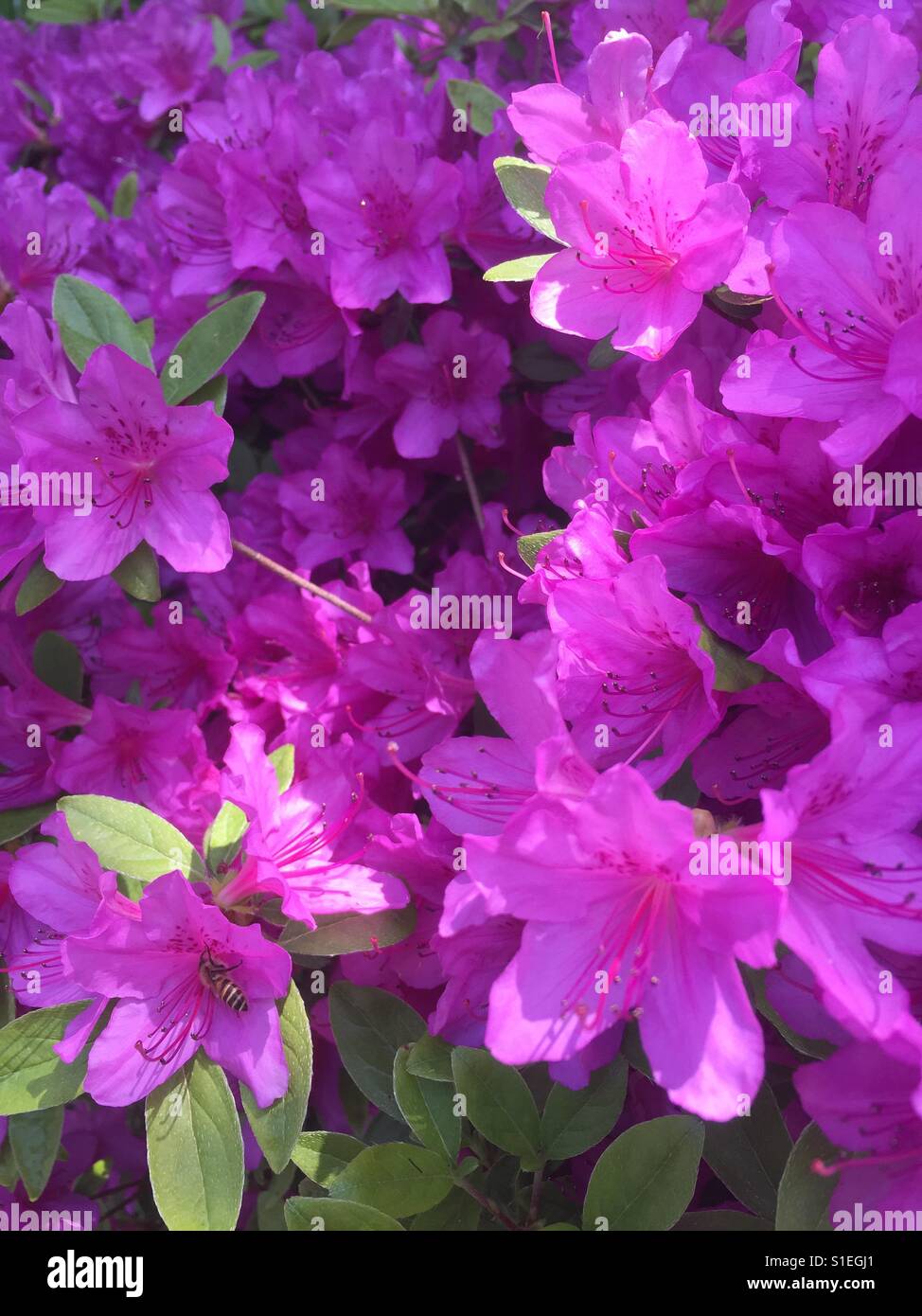 Royal Azalea Blooming Outdoors Stock Photo - Alamy