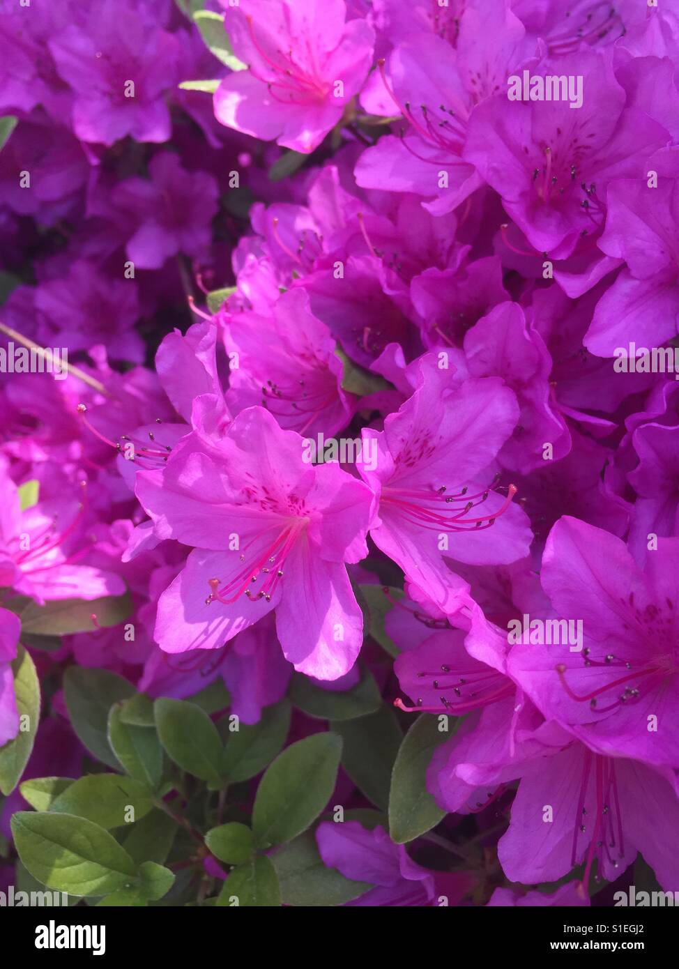 Royal Azalea Blooming Outdoors Stock Photo - Alamy