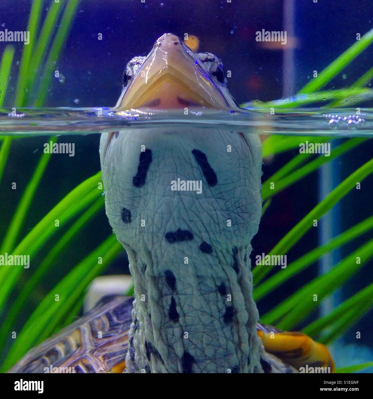 Above the water line hi-res stock photography and images - Alamy