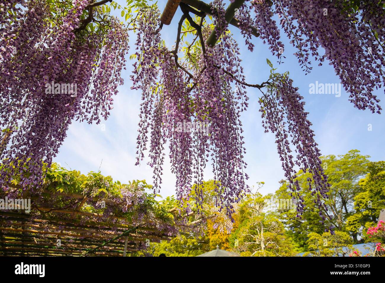Fujinohana hi-res stock photography and images - Alamy