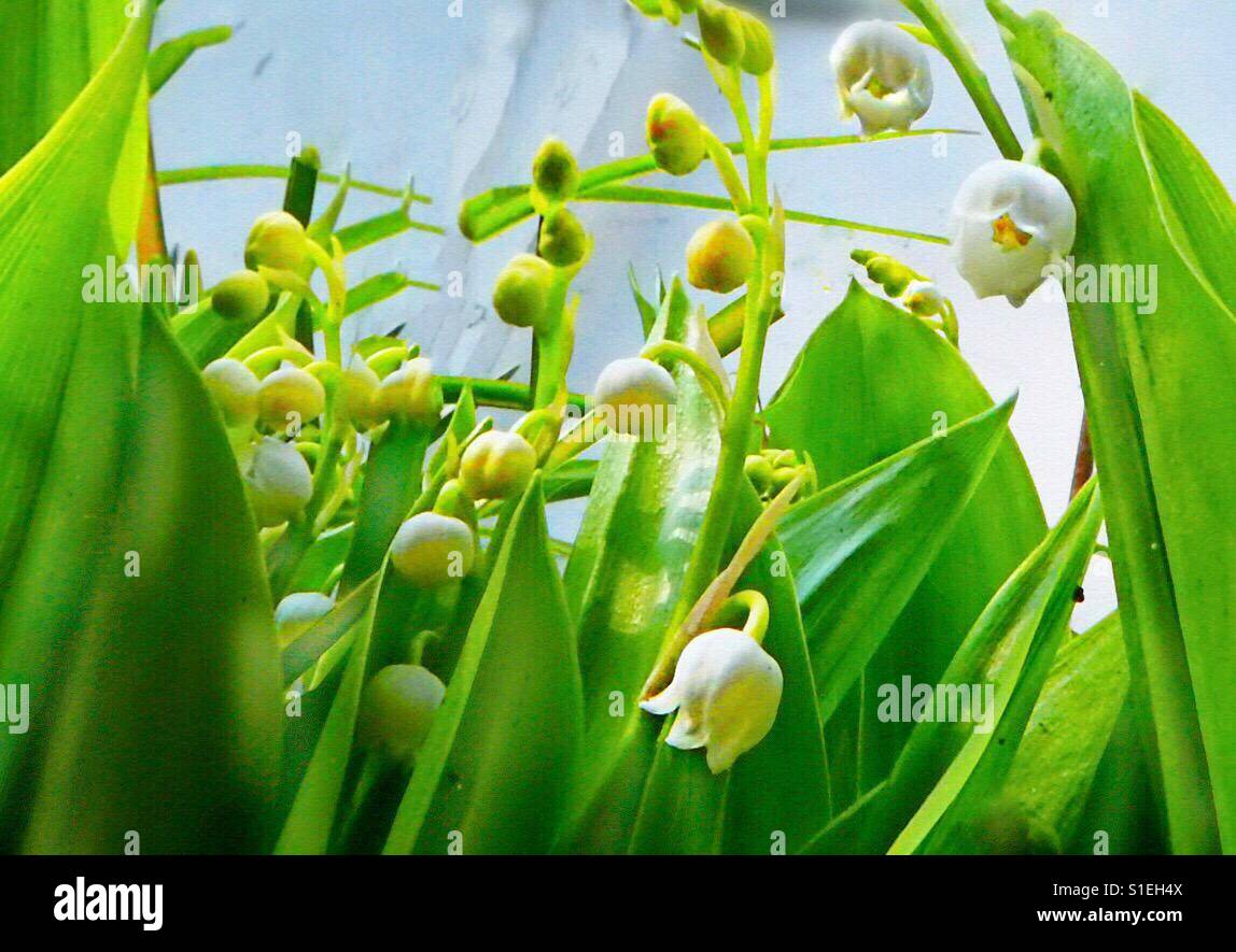The first shy lily of the valley! Stock Photo - Alamy