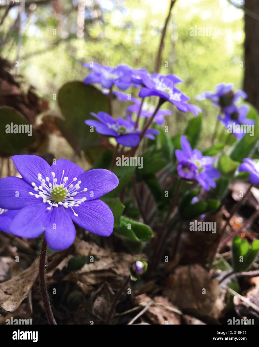 Spring in Lithuania Stock Photo - Alamy