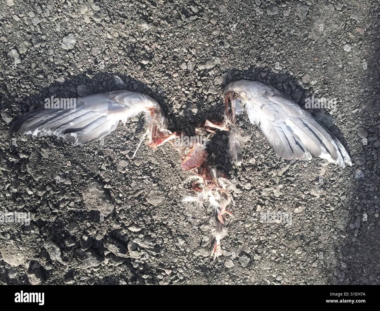 Dead Bird Clipart Flying