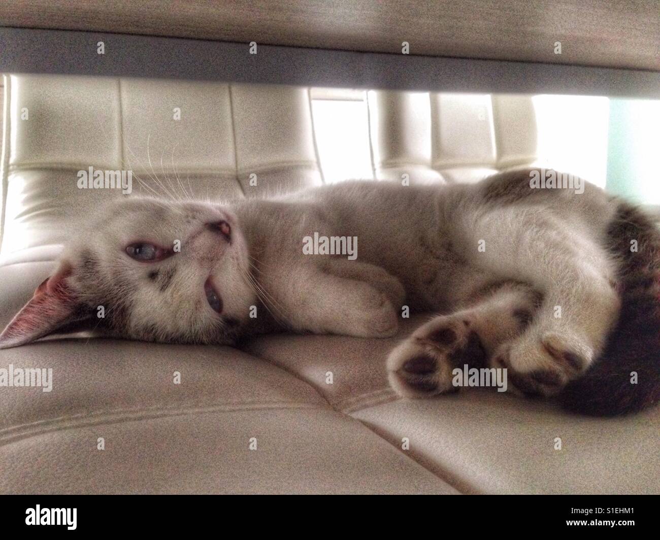 Cat sleeping on chairs hi-res stock photography and images - Alamy