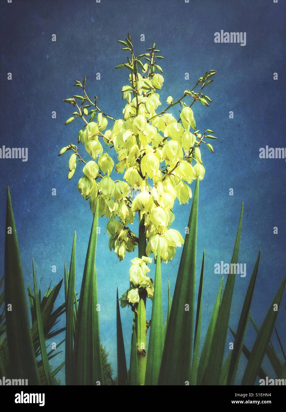 Yucca flower hi-res stock photography and images - Alamy