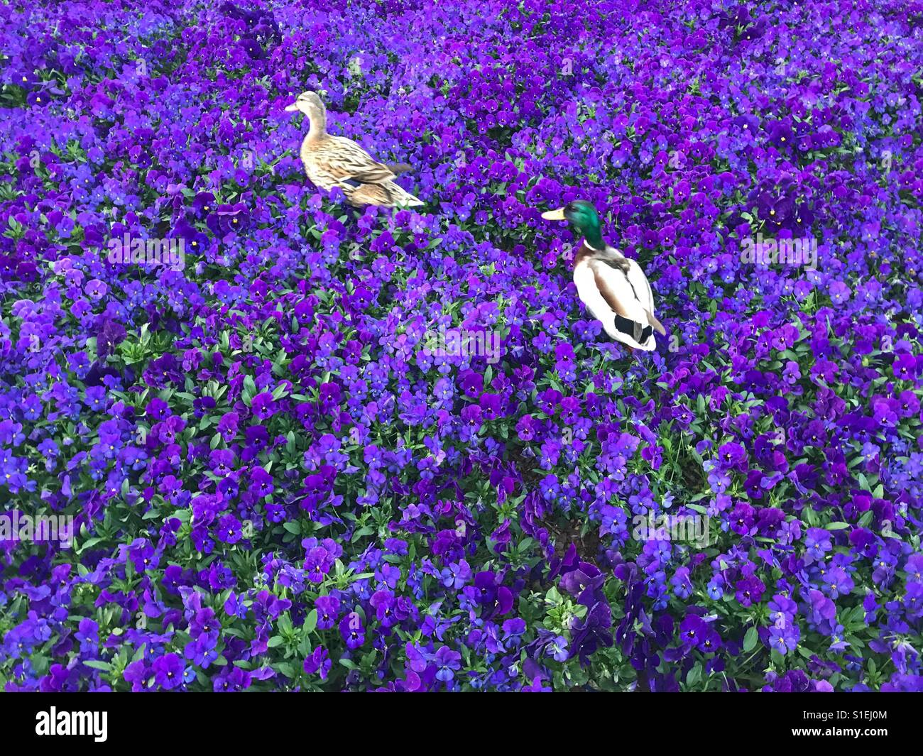 Two ducks in marching in spring flowers Stock Photo - Alamy