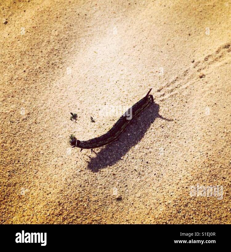 Slug in the desert hi-res stock photography and images - Alamy