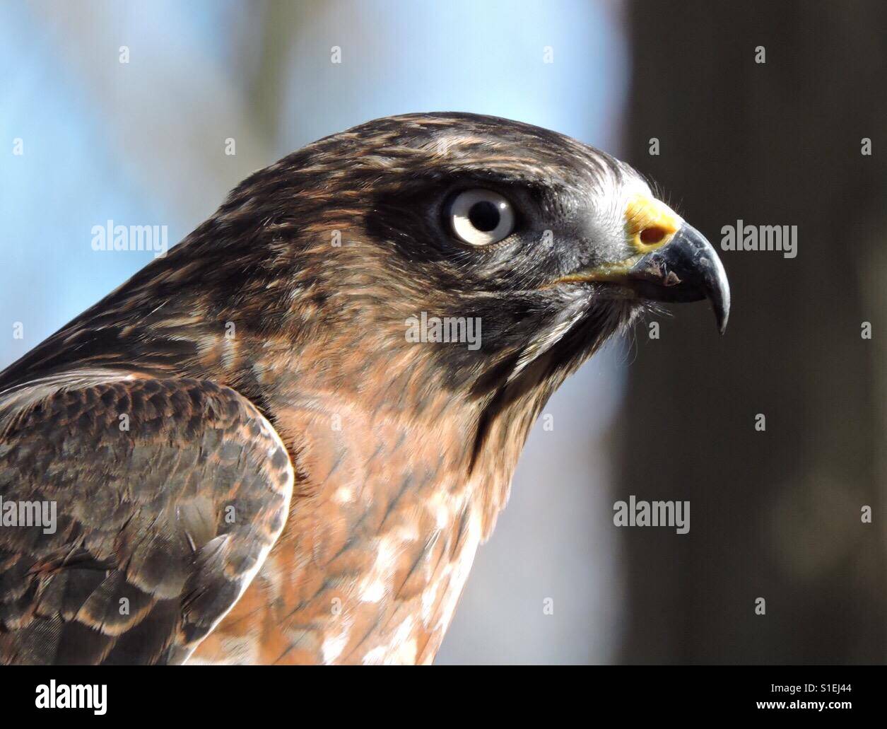 Hawk falcon raptor bird of prey Stock Photo - Alamy