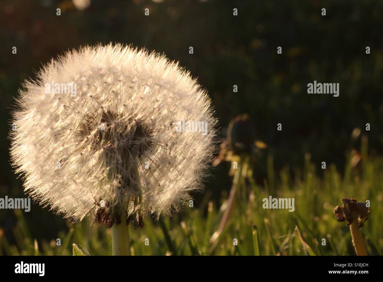 Dandelion in the Sun Stock Photo - Alamy