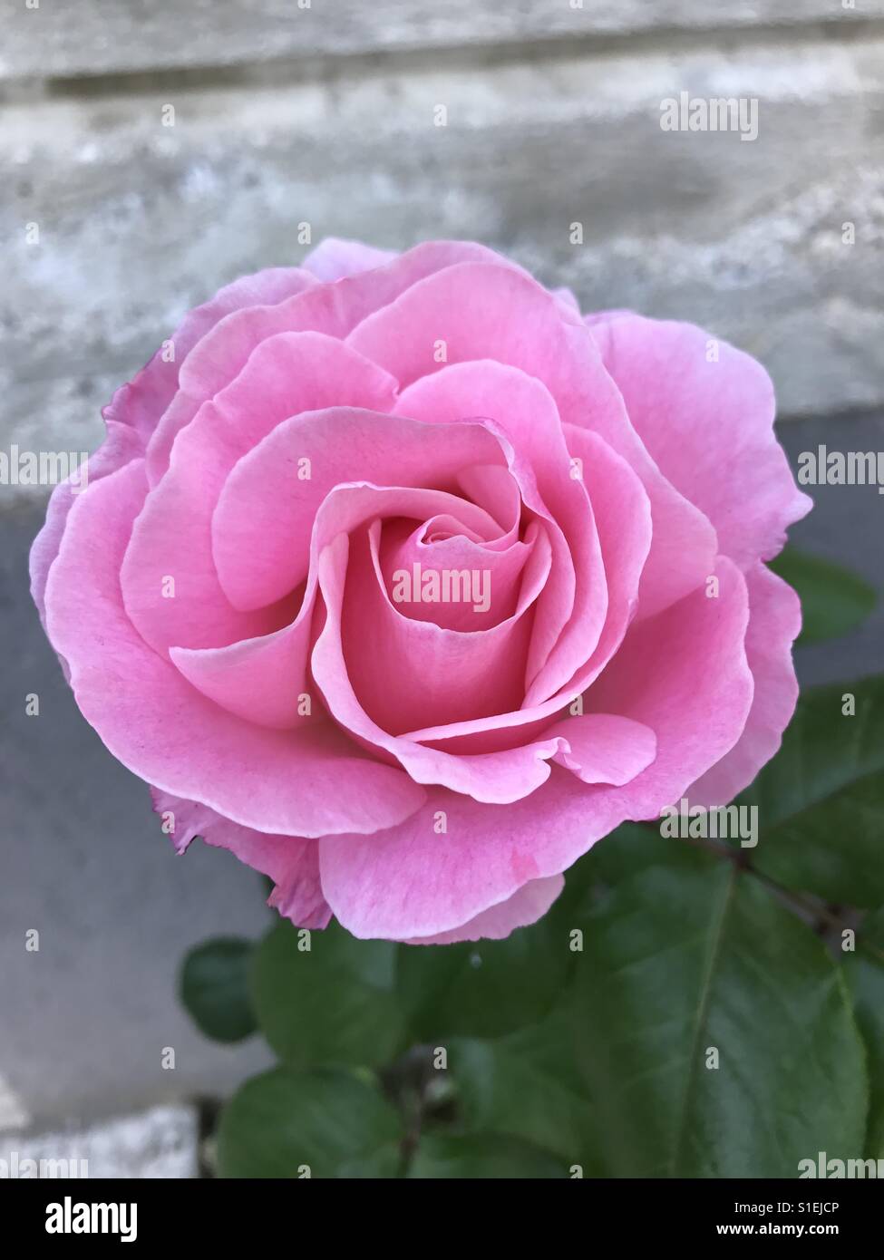 Pink rose, closeup view Stock Photo - Alamy