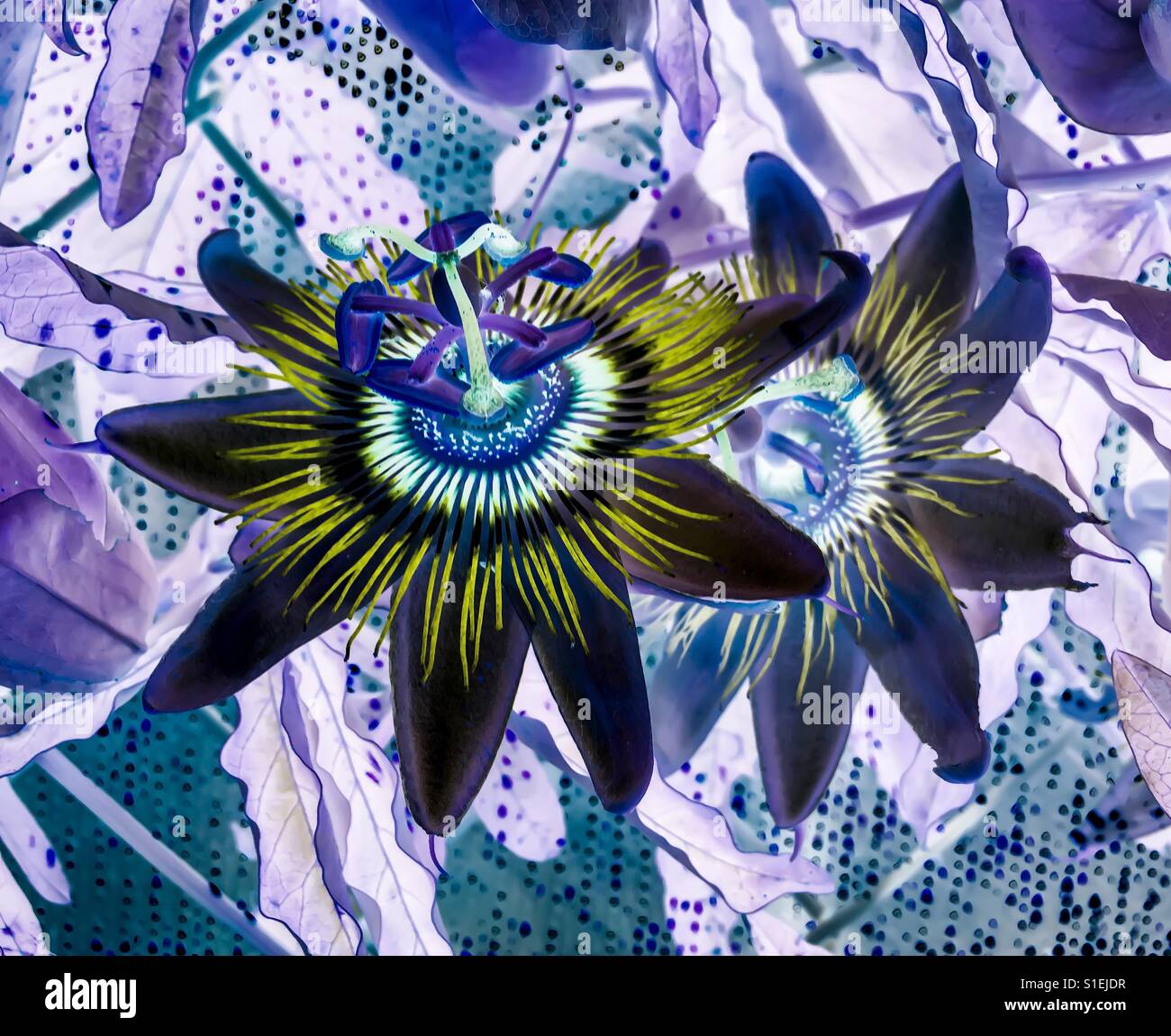 X ray flower hi-res stock photography and images - Alamy