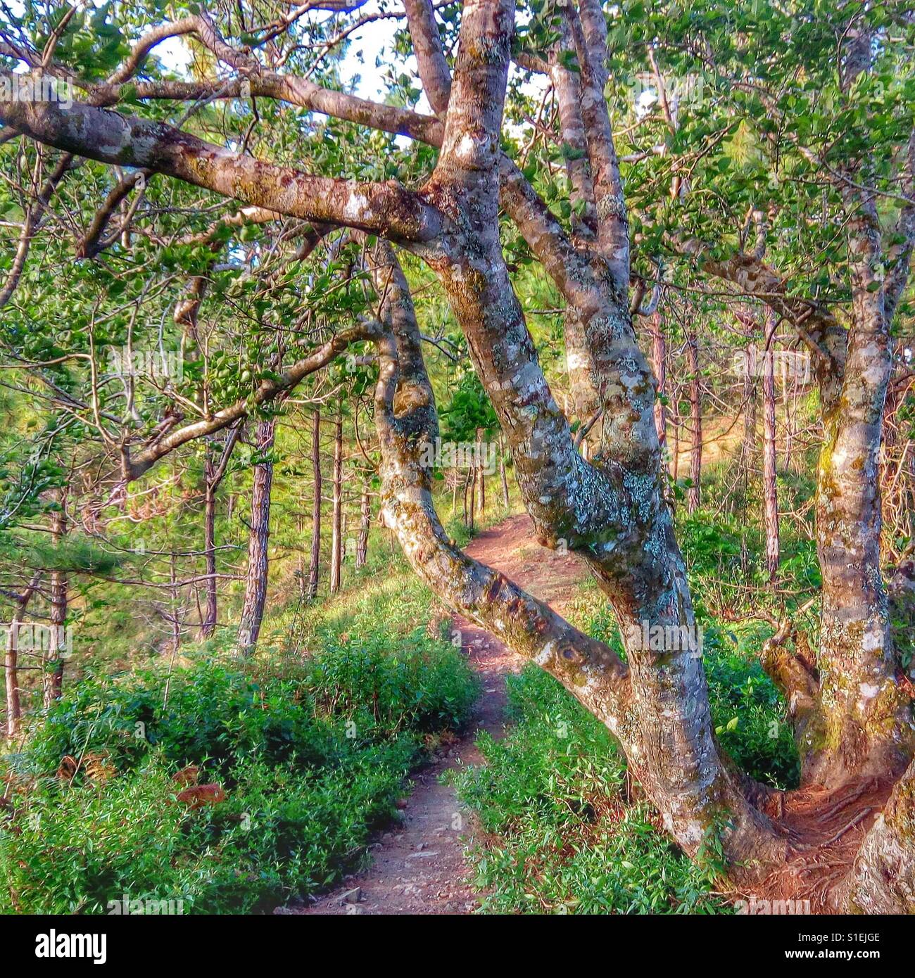 Tree mountainous hi-res stock photography and images - Alamy