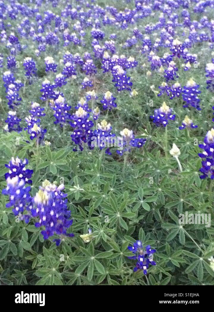 Blessed state of plants hi-res stock photography and images - Alamy