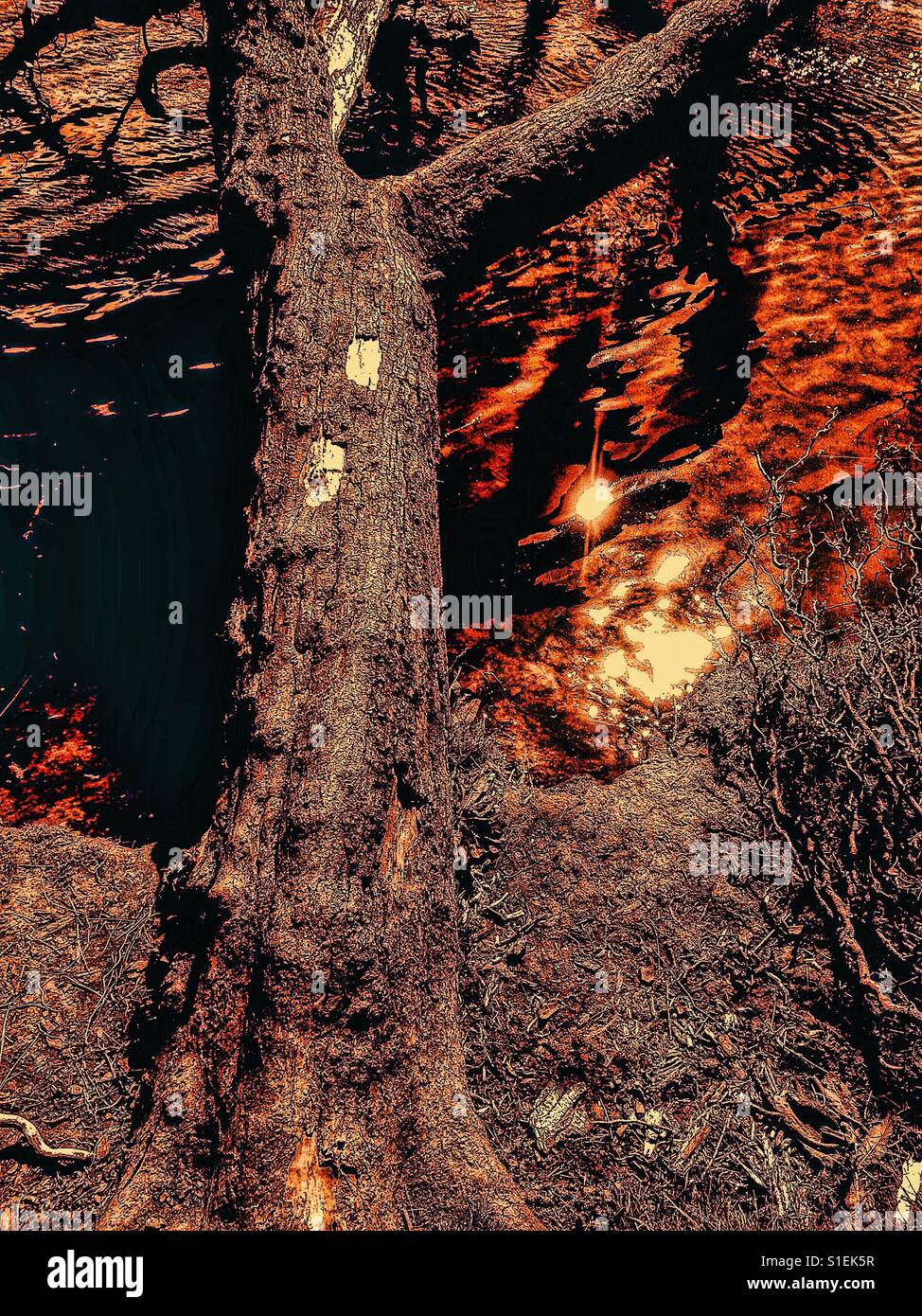 Fallen tree by lake Stock Photo - Alamy