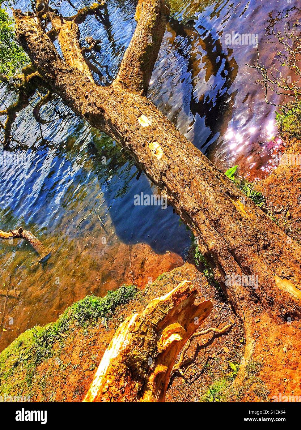 Dead tree fallen lake hi-res stock photography and images - Alamy