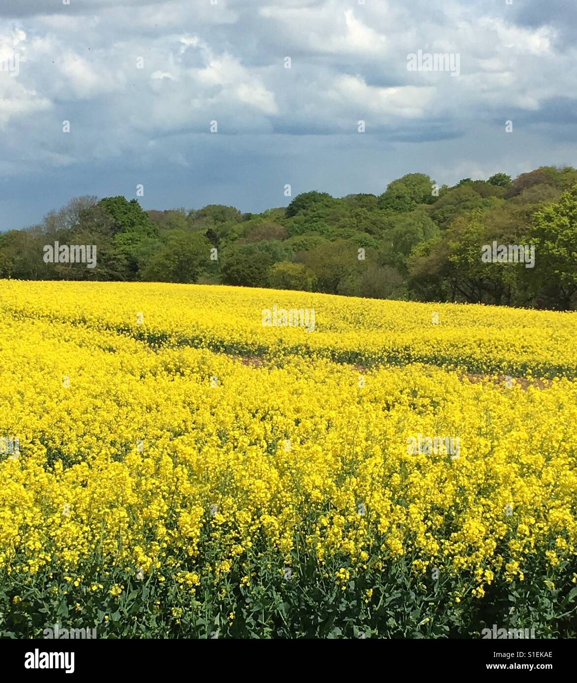 Rapeseed oil field hi-res stock photography and images - Alamy