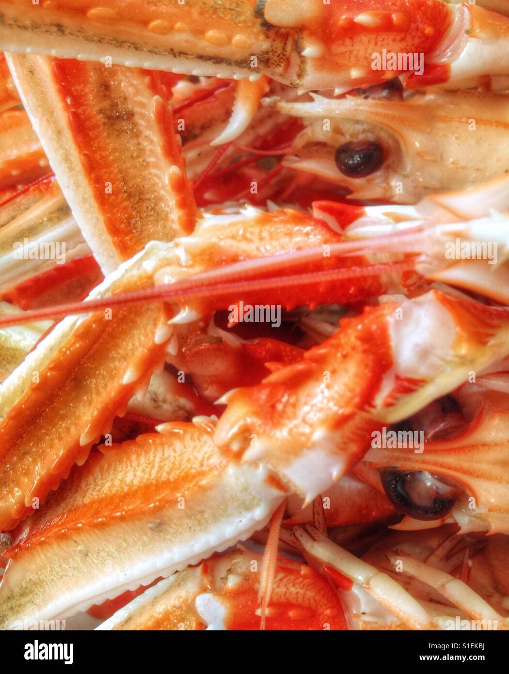 Langoustine claws hi-res stock photography and images - Alamy