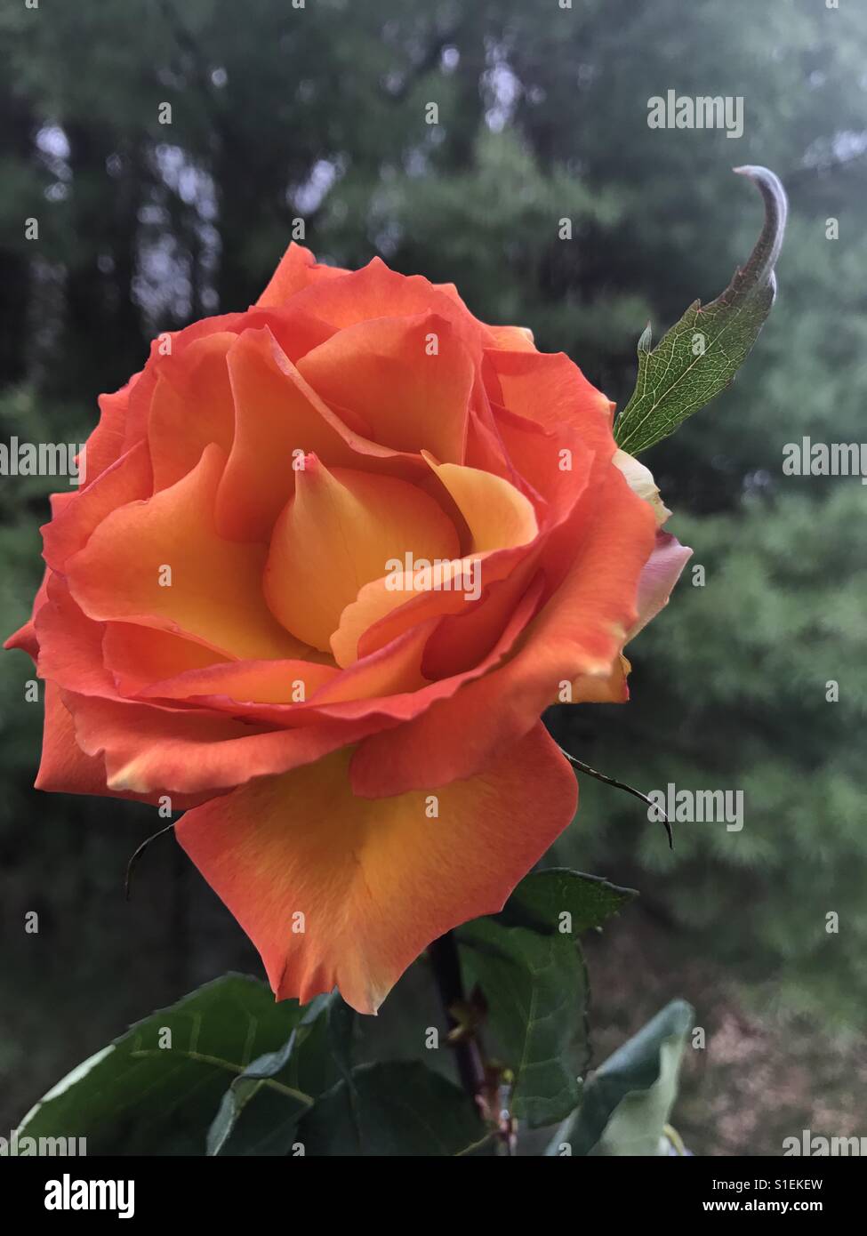 Single Stem Yellow Rose Orange Stock Photos & Single Stem Yellow Rose ...