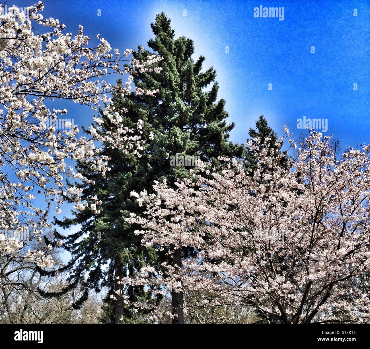 Contrasting colours in nature Stock Photo - Alamy