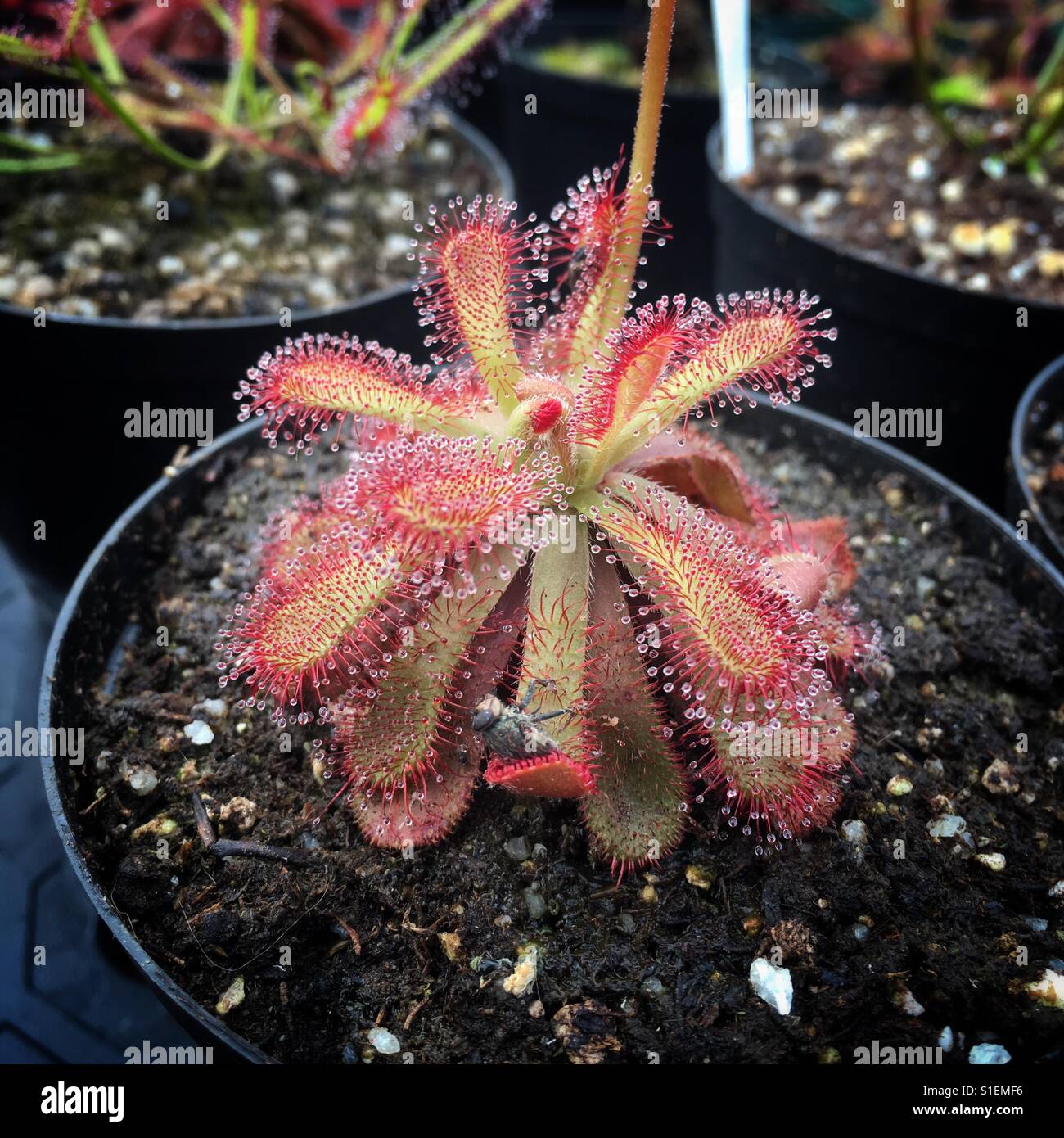 Drosera venusta hi-res stock photography and images - Alamy