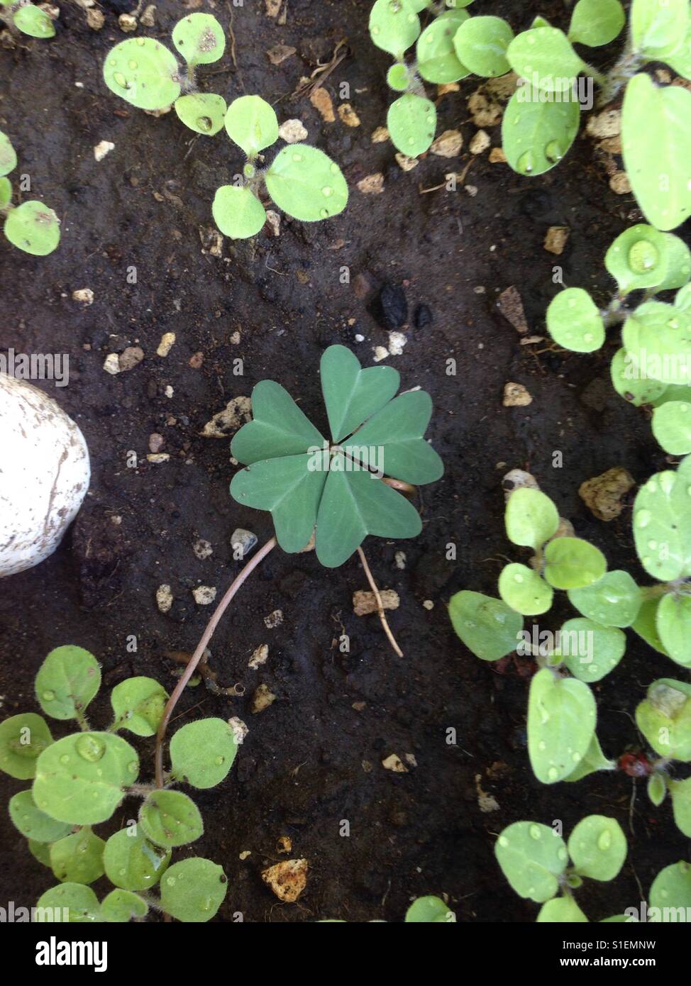 Magic clover of 4 leaves Stock Photo - Alamy