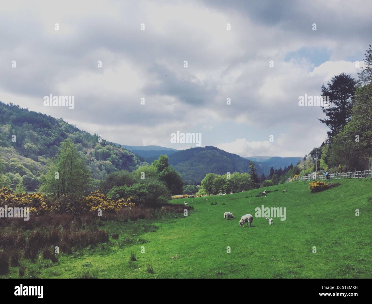 Green pastures sheep hi-res stock photography and images - Alamy