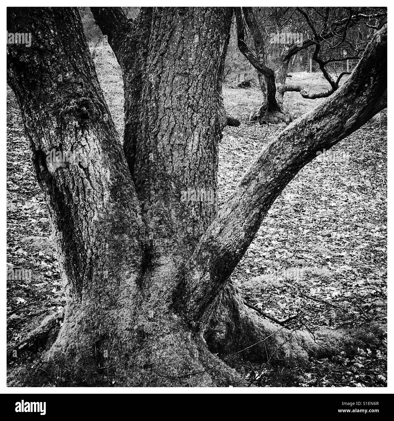 Monochrome trees Black and White Stock Photos & Images - Alamy