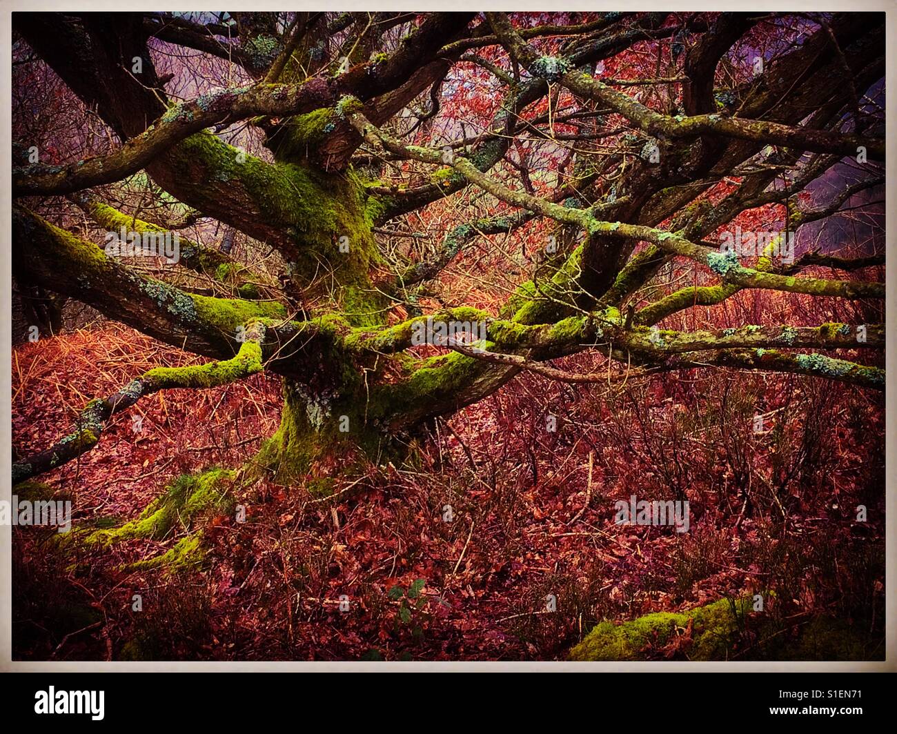 Moss covered branches of tree in winter Stock Photo - Alamy