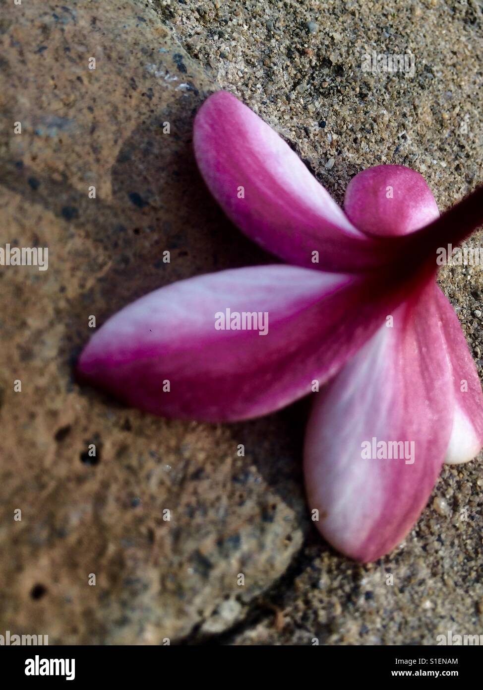 Flower upside down hi-res stock photography and images - Alamy