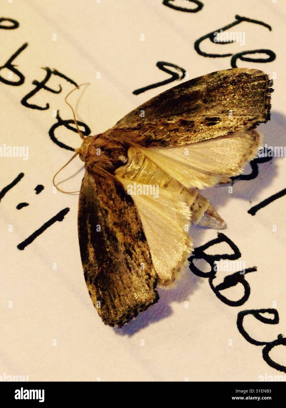 Insect genetics hi-res stock photography and images - Alamy