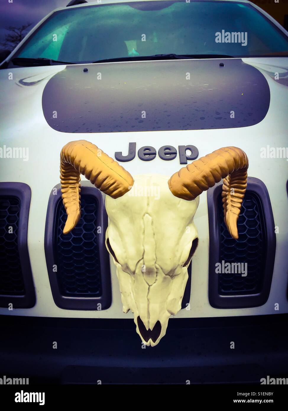 Skeleton of a ram’s head with curved horns, painted in an ochre colour ...