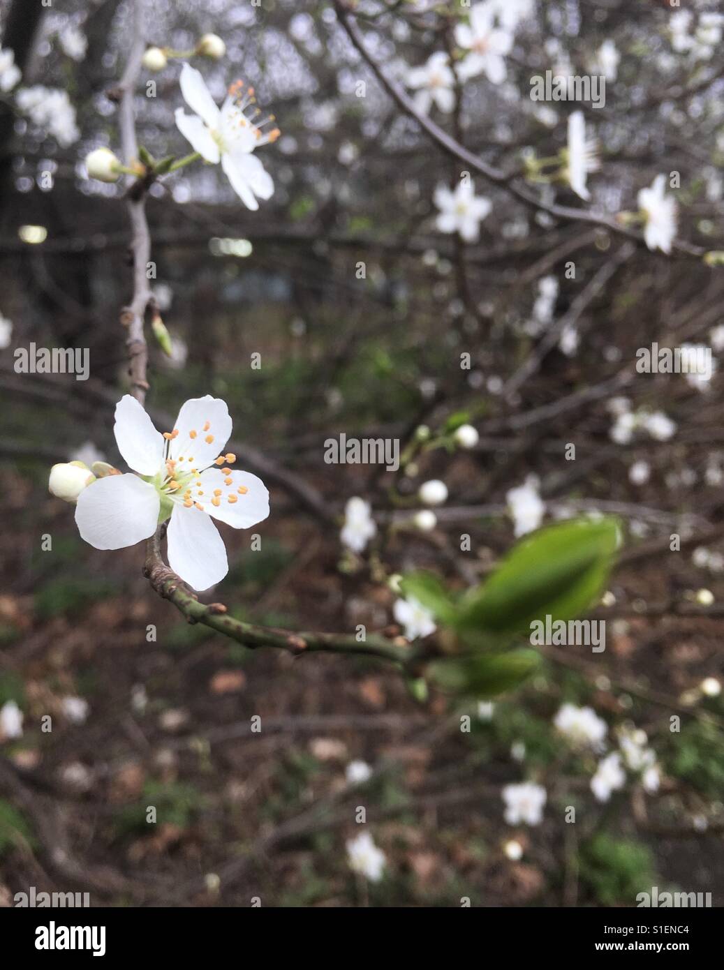 A blossom tree beginning to show its beauty Stock Photo - Alamy