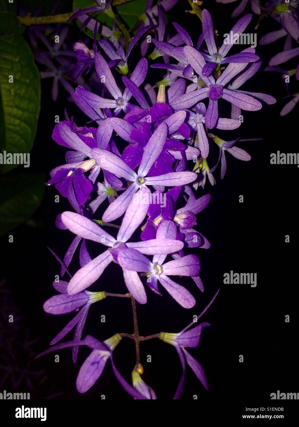 Different shades of purple Flowers Stock Photo - Alamy