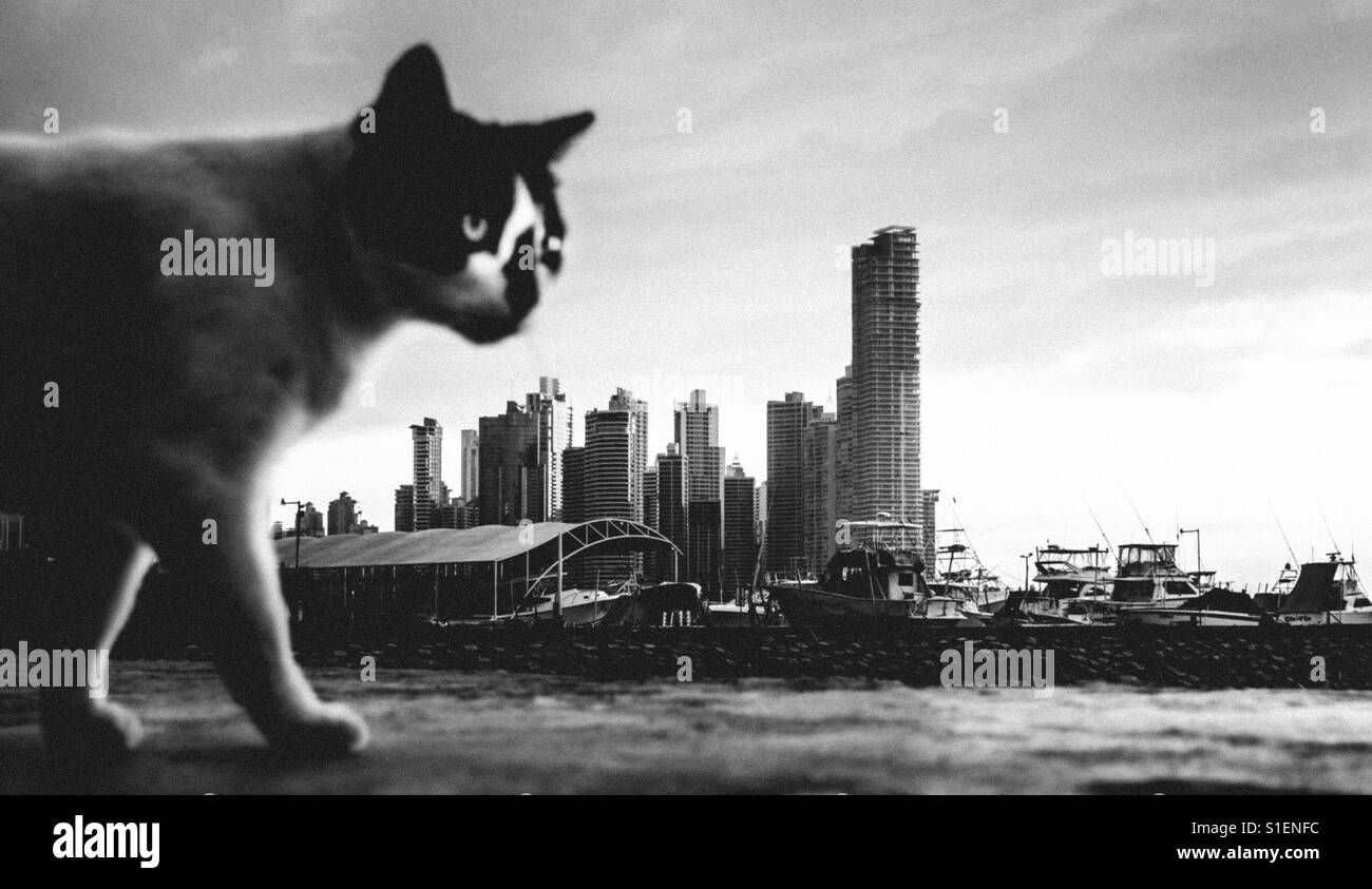 Cats in panama skyline! Stock Photo - Alamy