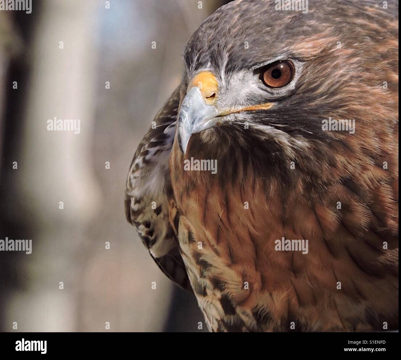 Closeup hawk hi-res stock photography and images - Alamy