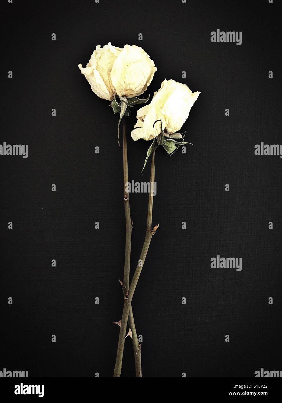 Intertwined roses hi-res stock photography and images - Alamy