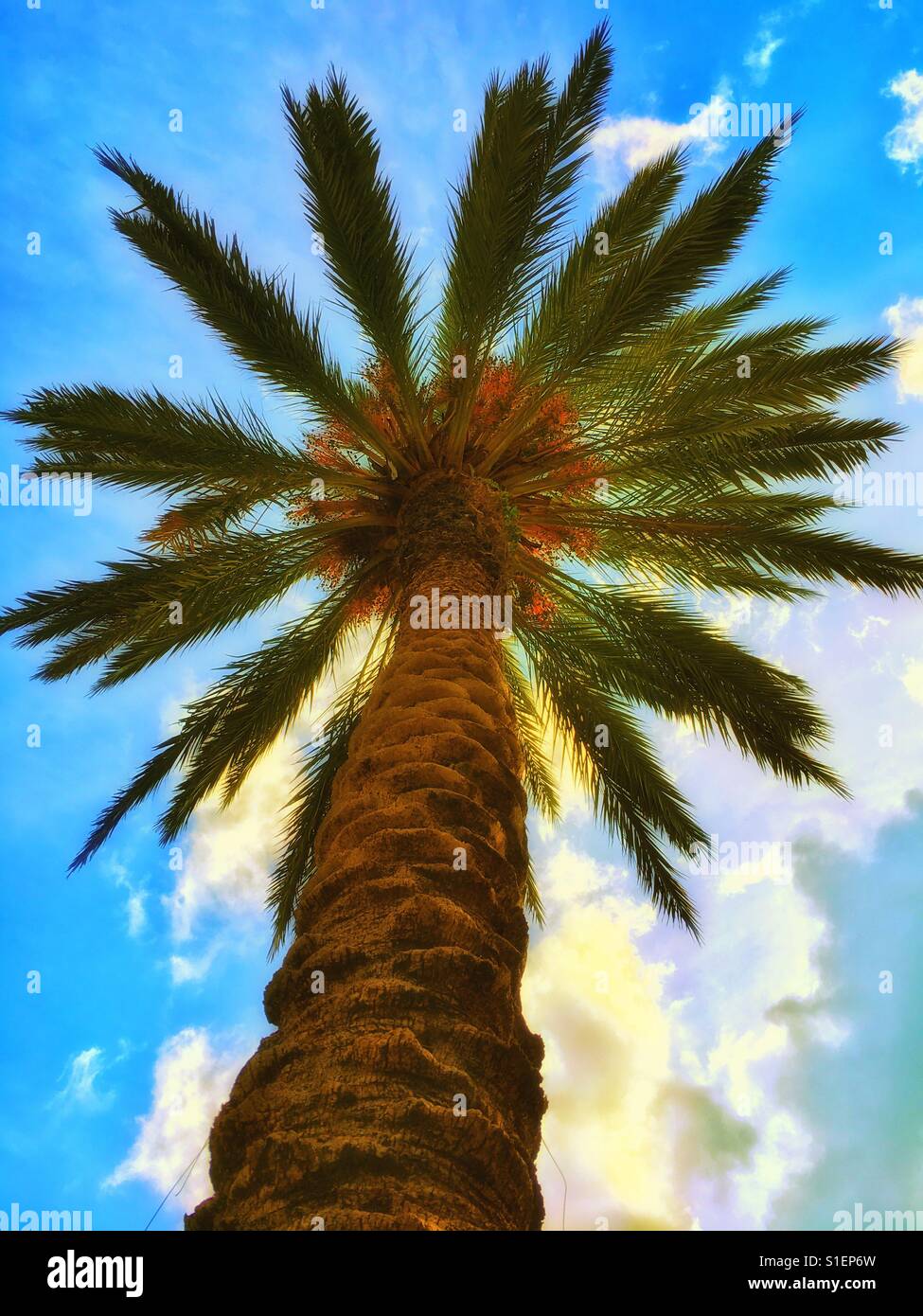 Lone palm hi-res stock photography and images - Alamy