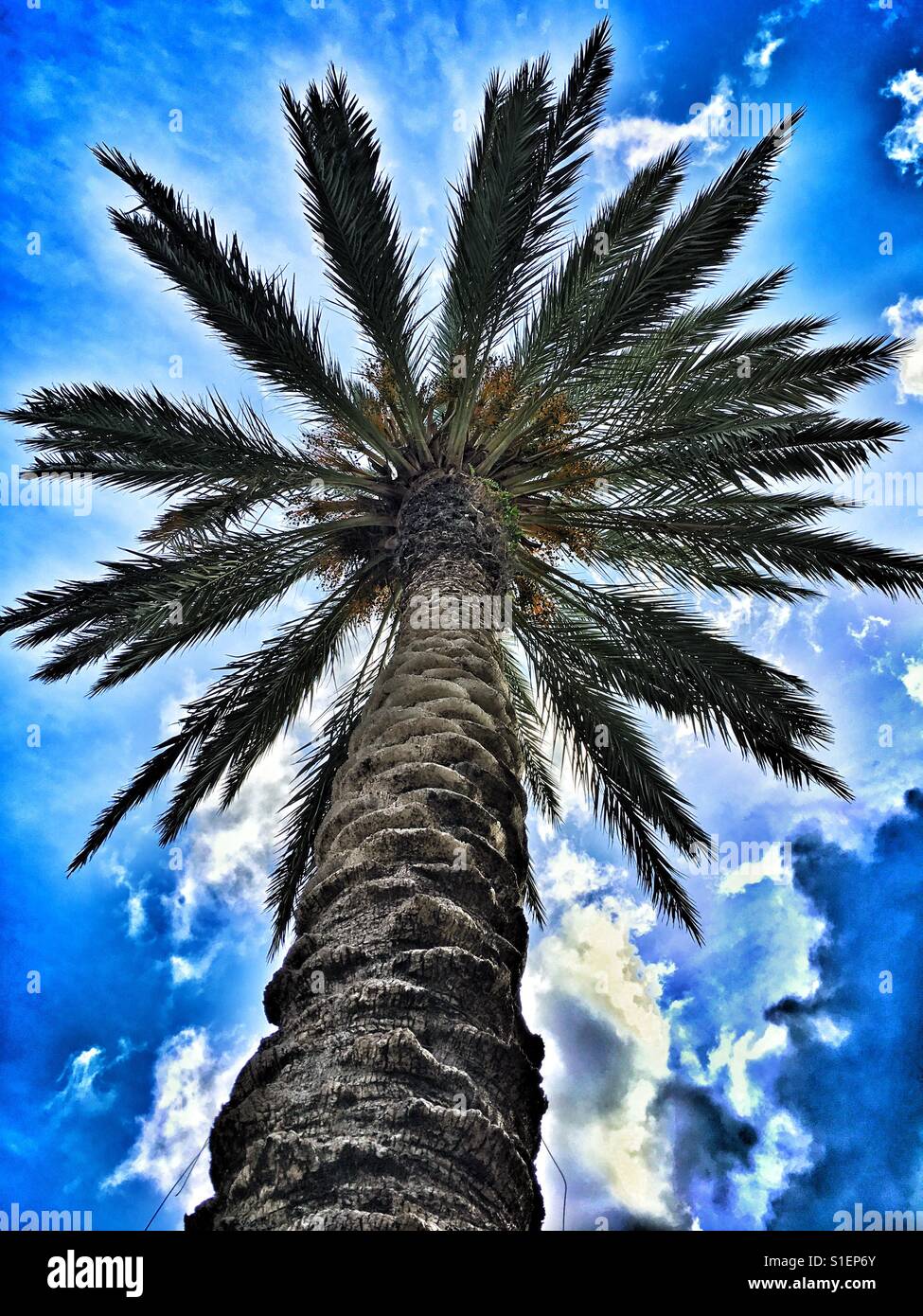 Lone palm hi-res stock photography and images - Alamy