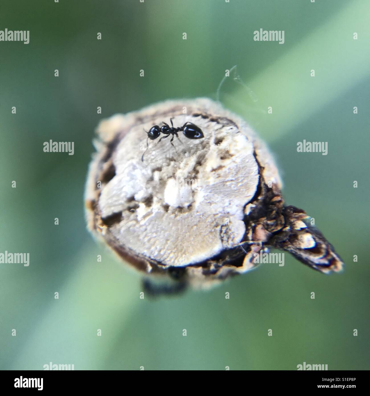 Feeling On Top Of The World High Resolution Stock Photography and ...